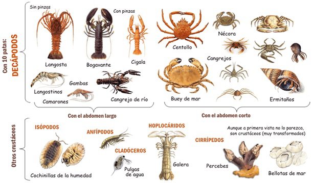 Ciências Biológicas: Filo Arthropoda II - Subfilo Crustacea