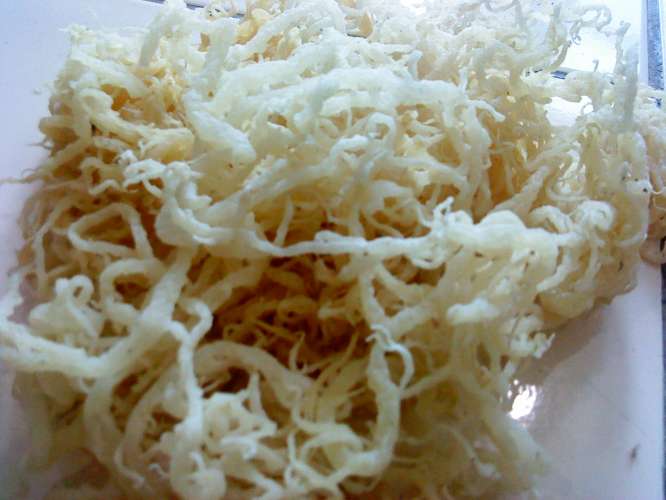 Rumput Laut Indonesia: Edible seaweed di berbagai tempat dengan ...