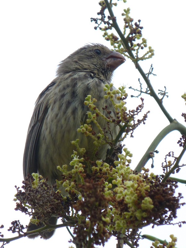 Ian Fraser, talking naturally: Darwin's Famous (Un)Finches