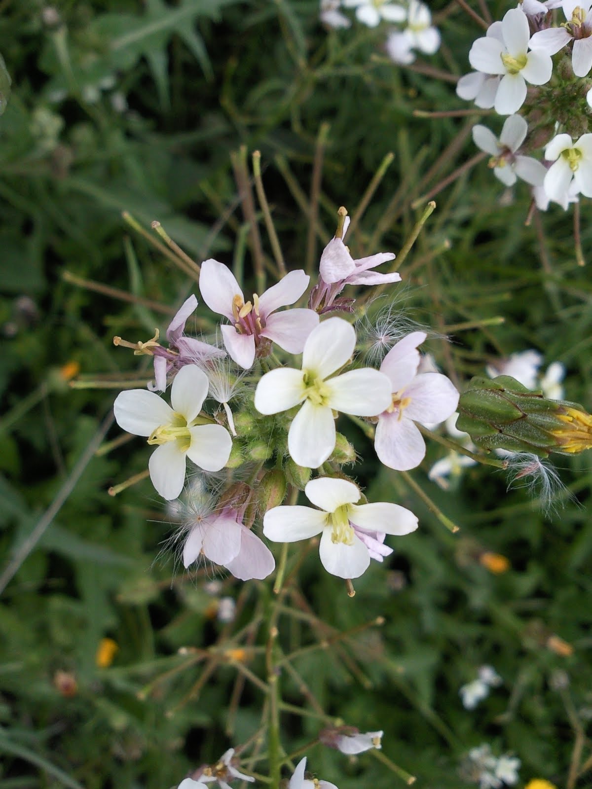 La luna de Ítaca: Los días están cambiando, 12: jaramago, jaramago ...