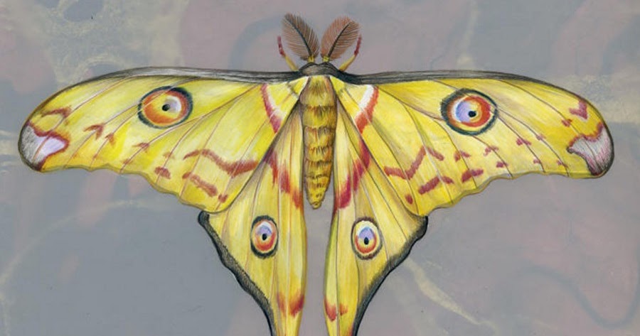 Draw the Beauty of Nature with Mindy Lighthipe: Illustrative Botanical ...