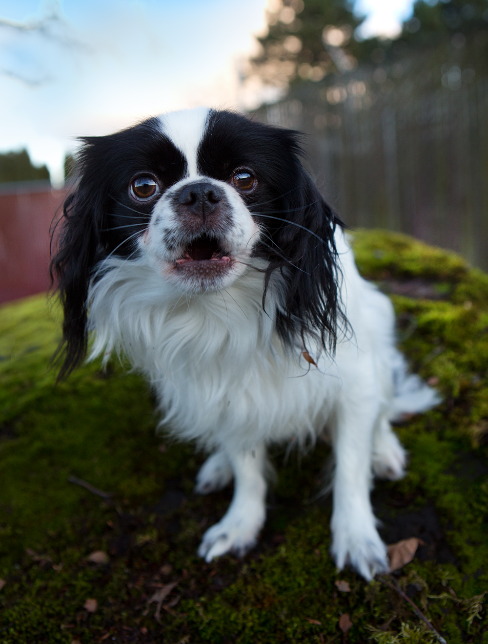 Japanese Chin Mix