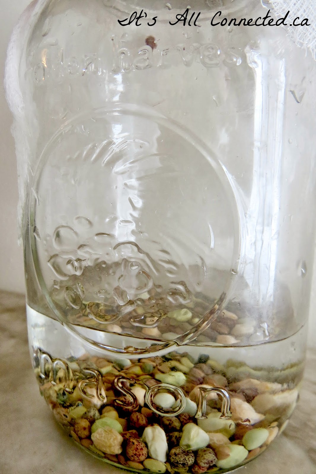 It's All Connected: Grow Your Own Sprouts