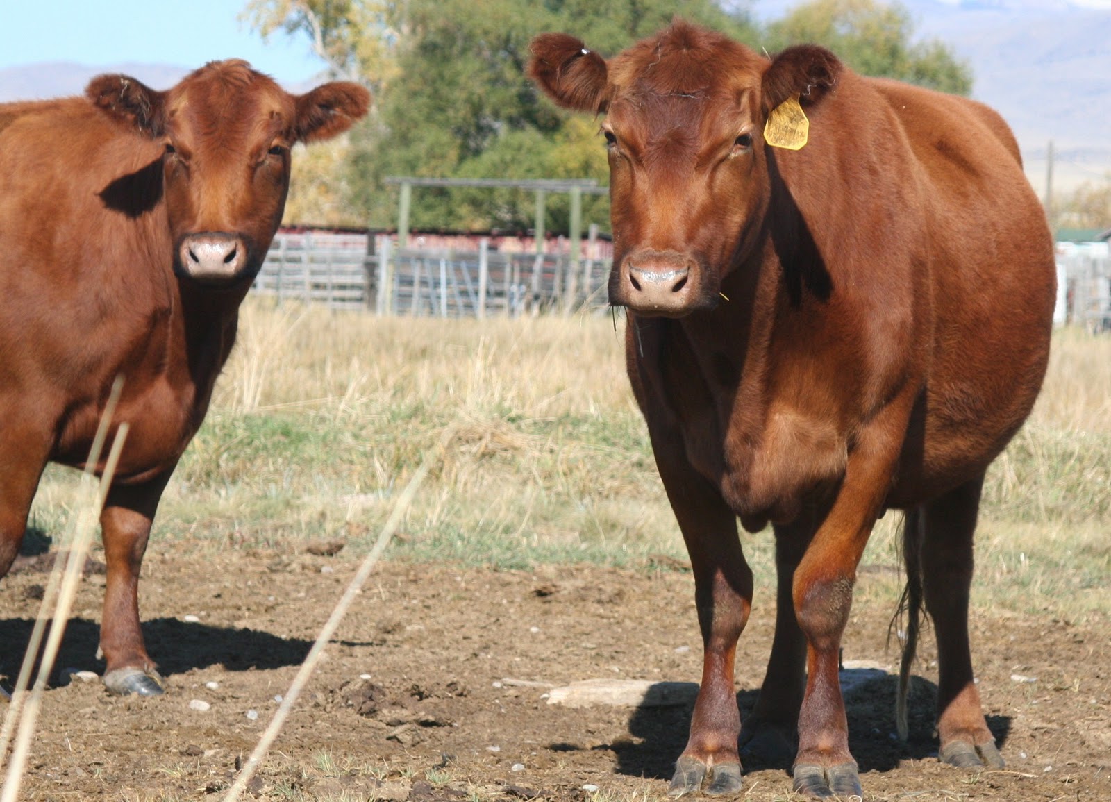 -C Bar C Ranch -C: Big Hole River Red Angus