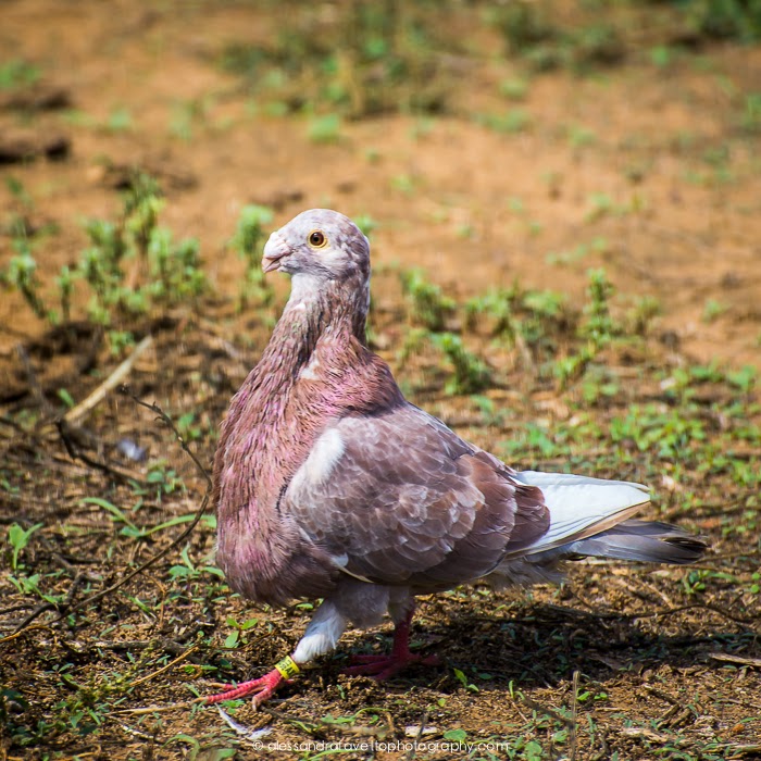 Criador de palomos El Nandi: Estándar del palomo laudino sevillano