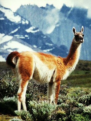 Turism fara limite - destinatii de vacanta: Argentina - experienta ...