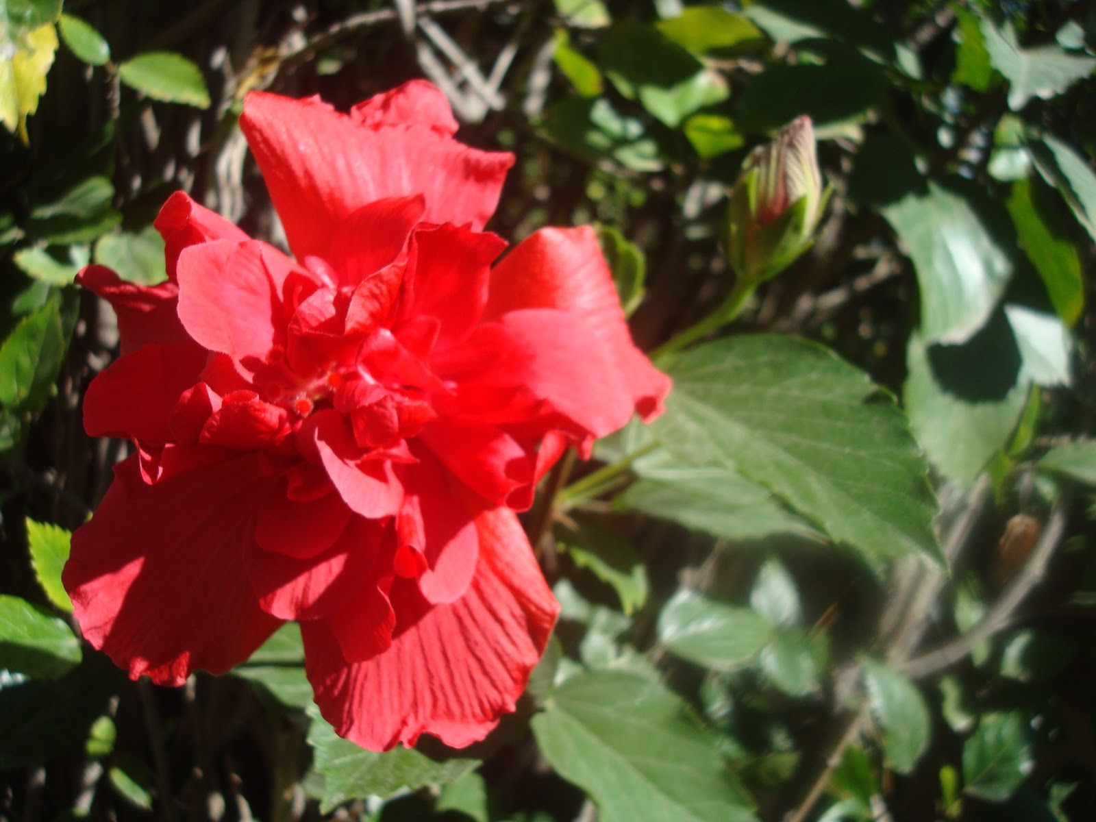 sancarlosfortin: flores de obelisco rojo