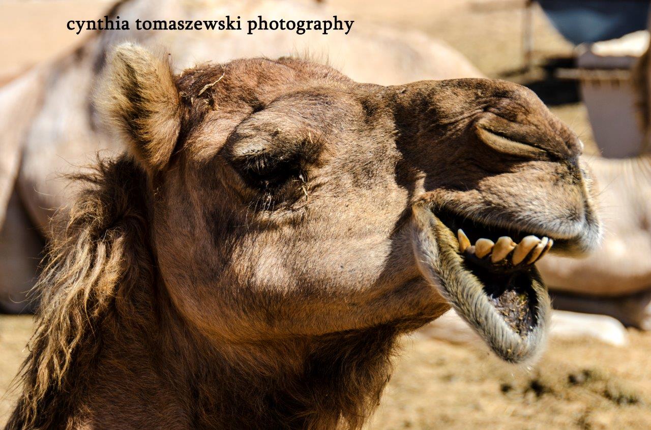 cynthia tomaszewski photography: Camel Beauty