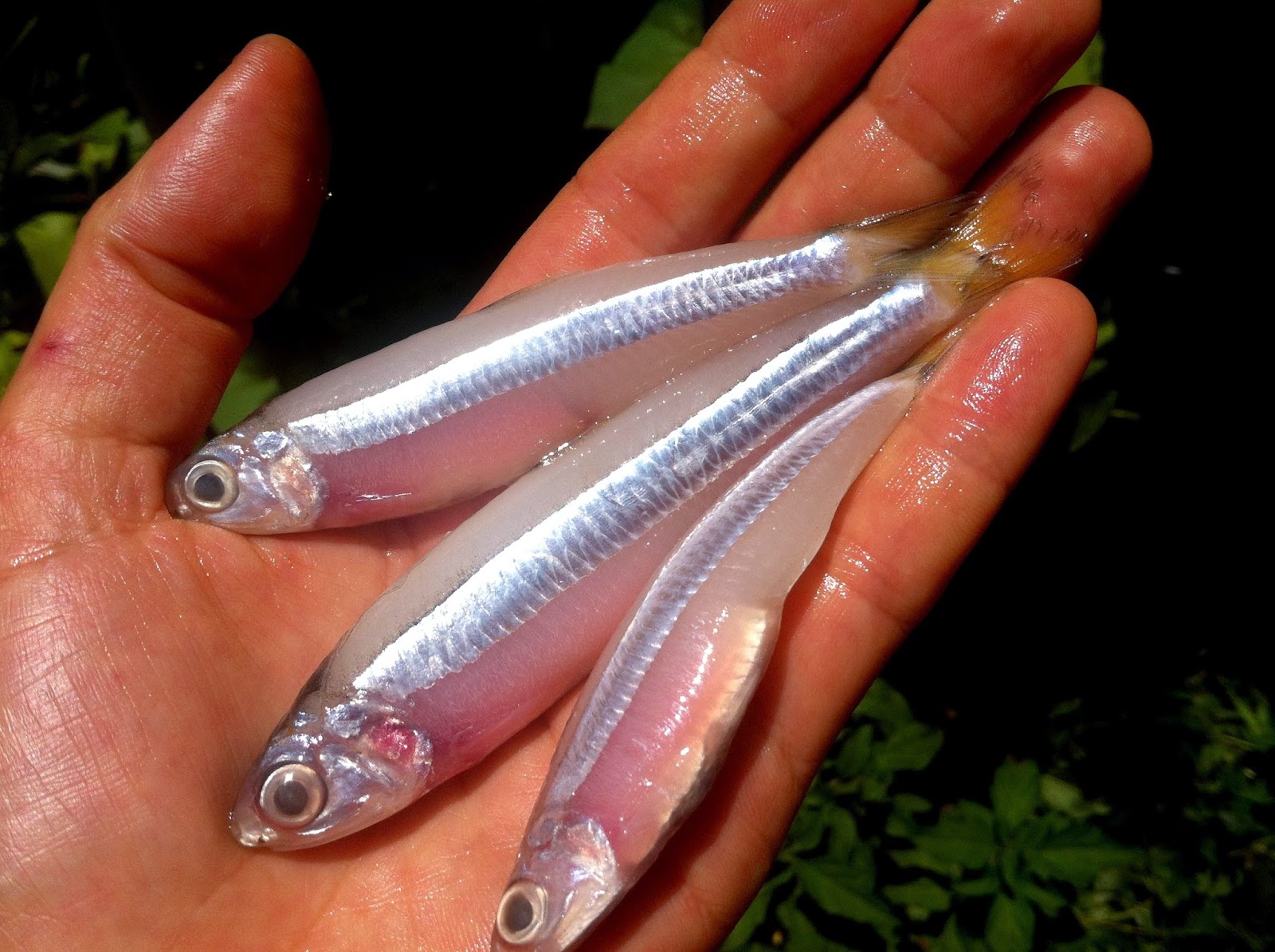 come-se: Manjubas fritas