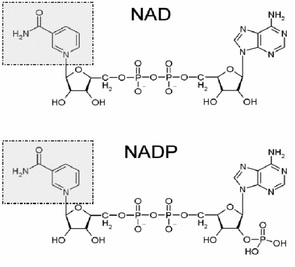 Sala BioQuímica: Nucleotídeos e metabolismo energético. NAD, FAD, NADP e ATP