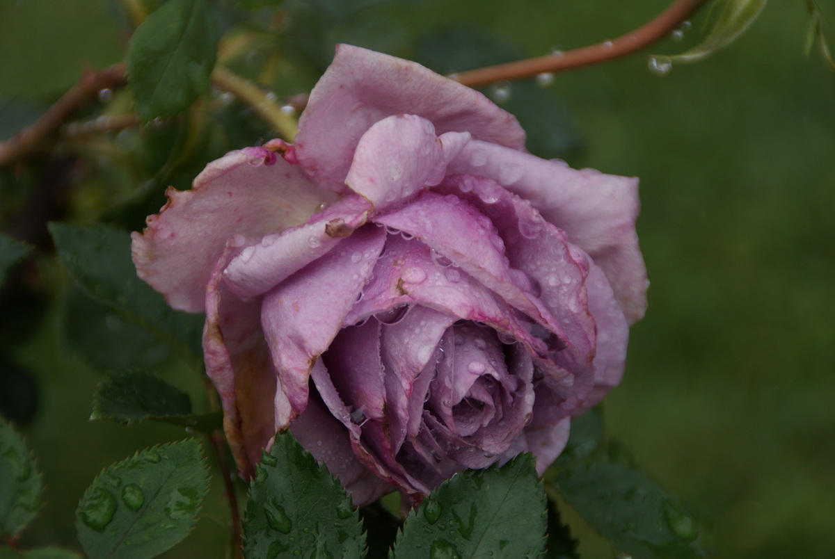 Organic Garden Dreams: March Roses