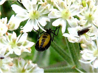 Insects of Scotland: Mosquitoes/Midges/Horseflies