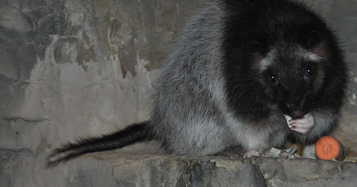 ZOOTOGRAFIANDO (6.100 ANIMALS): RATA GIGANTE DE LUZÓN / NORTHERN LUZON ...