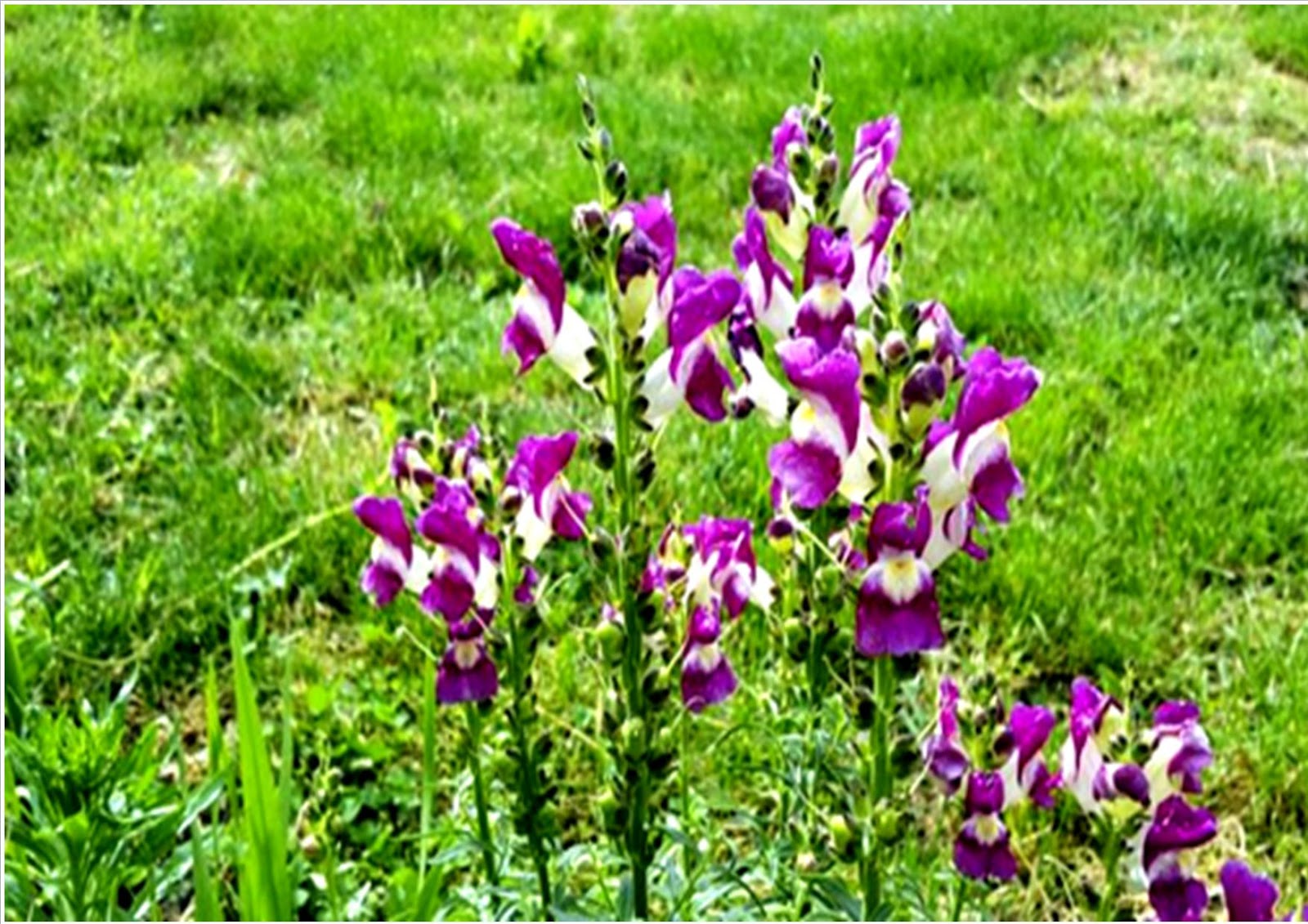 Gambar Aneka Bunga dan Keterangannya