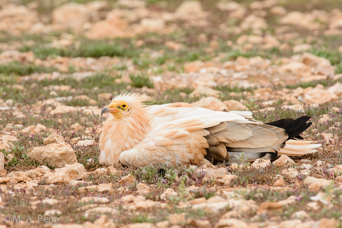 Miguel Angel Peña. Fotos de Naturaleza: El guirre