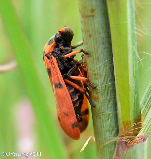 South African Photographs: Red-spotted Spittle Bug (Locris arithmetica)