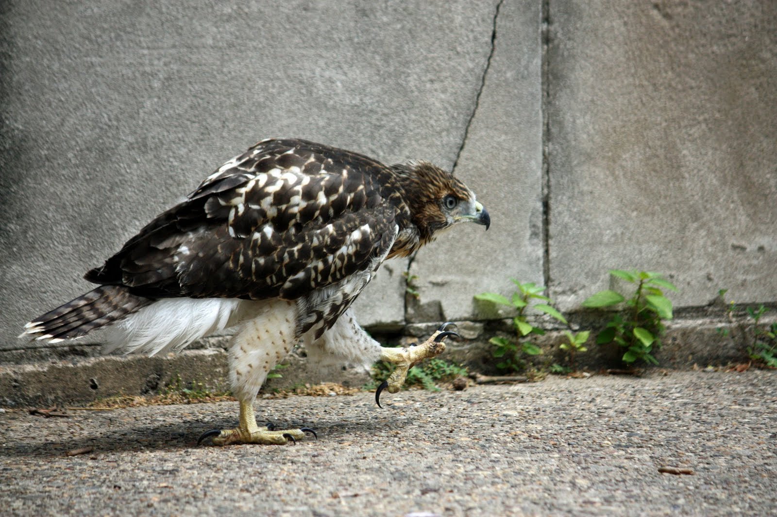 Hawkwatch at the Franklin Institute: Another eyass fledges... and a ...