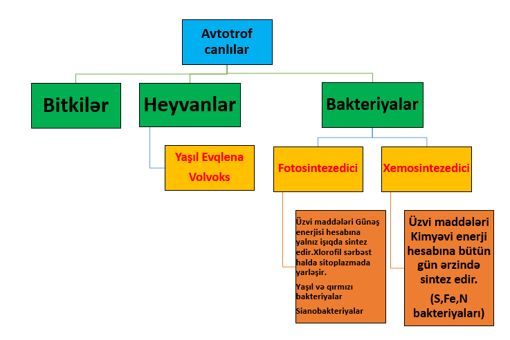 Canlılar aləmi: Fotosintez
