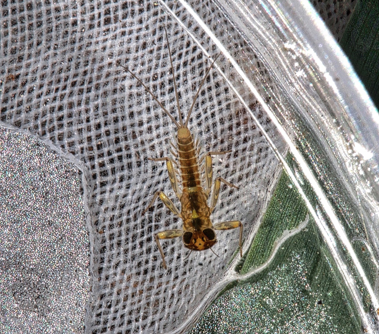 Aquatic Insects of Central Virginia: April 2018