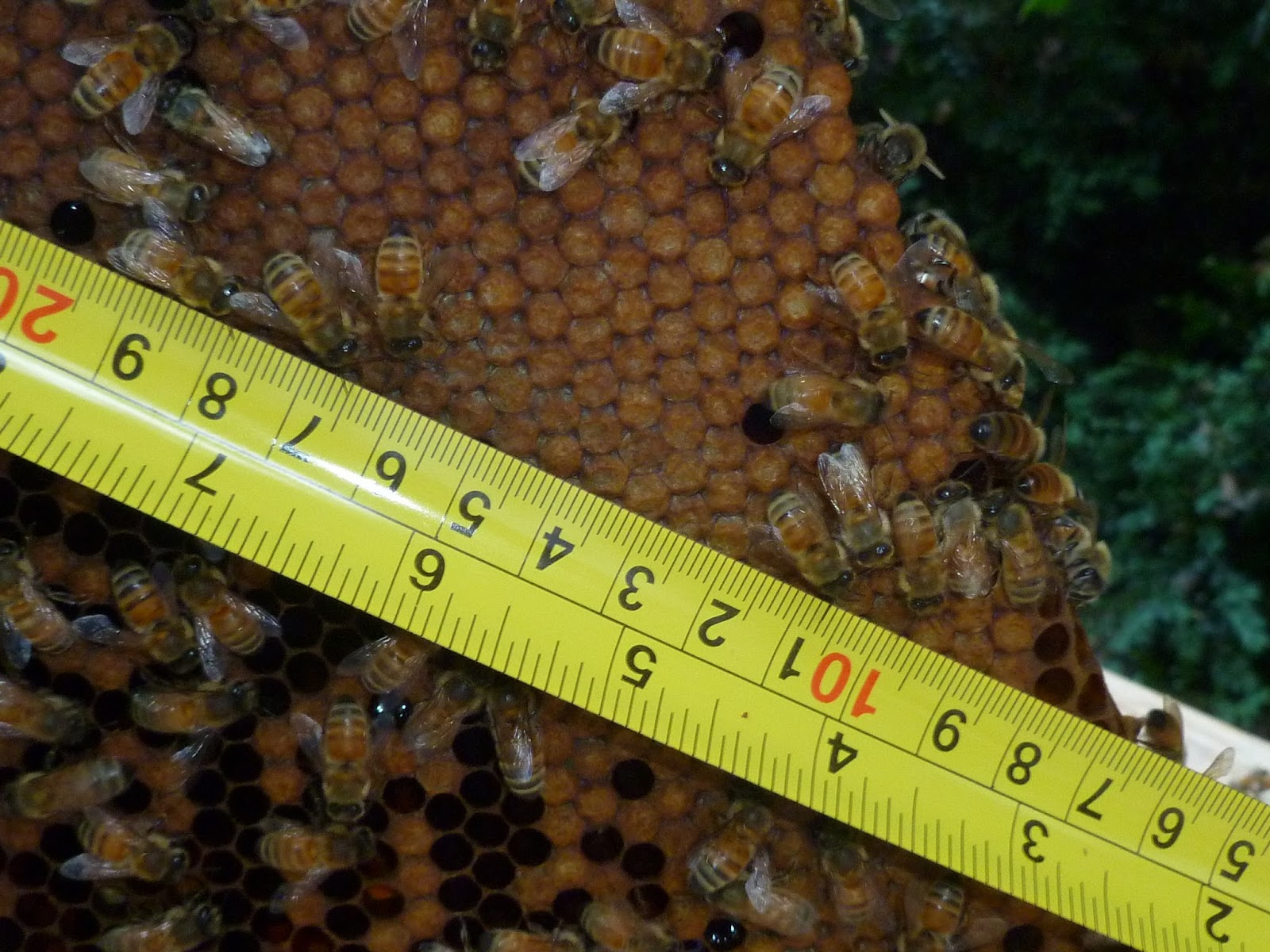 Queen Anne Bees: Treatment-Free Beekeeping