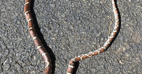 Princeton Nature Notes: A Pretty (scary?) Snake in the Basement