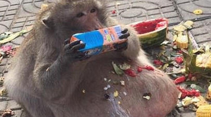 Francisco Moreira: Macaco obeso devora comida de turistas