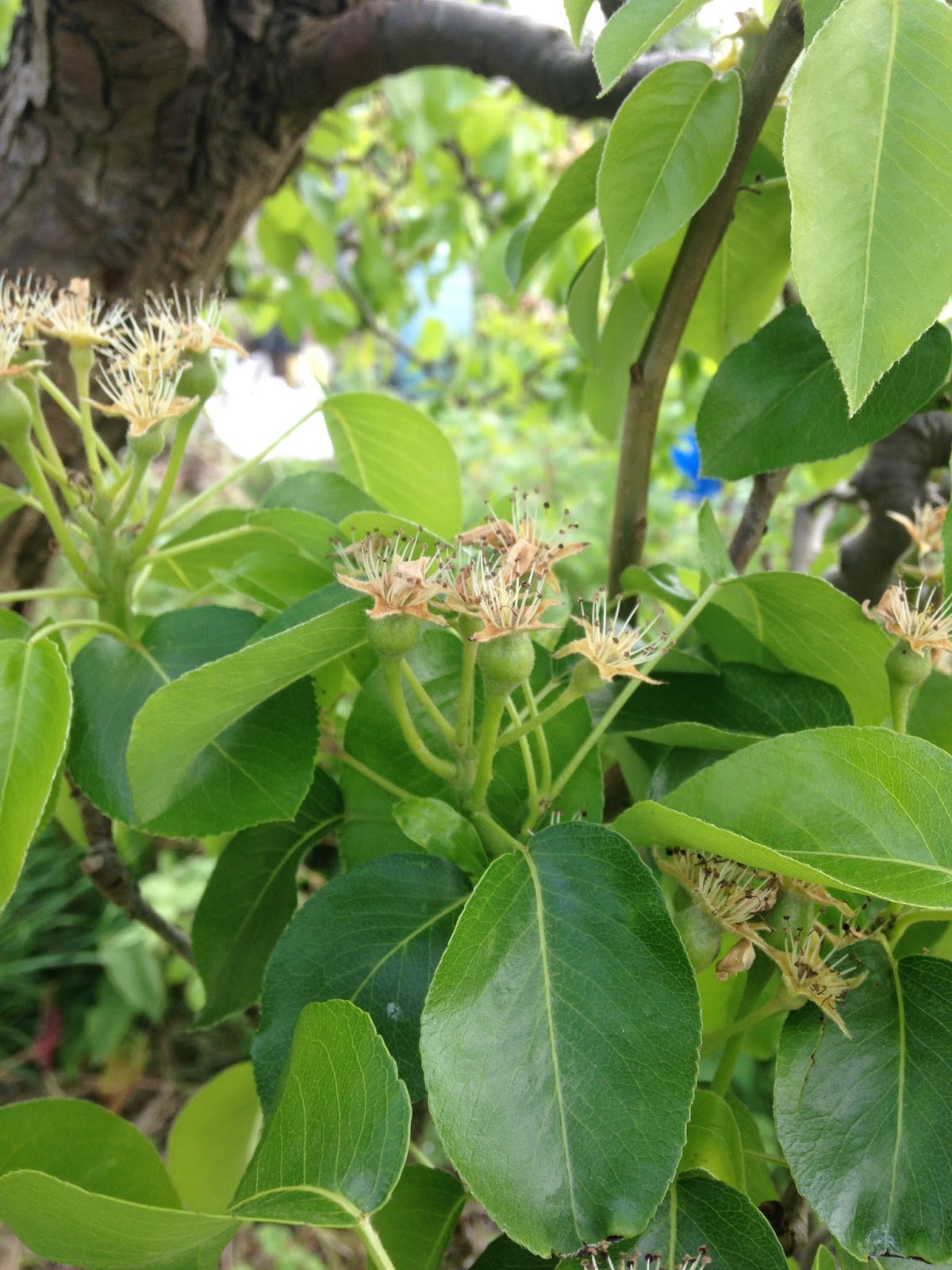 Down on the Allotment: Pear Tree Pollination