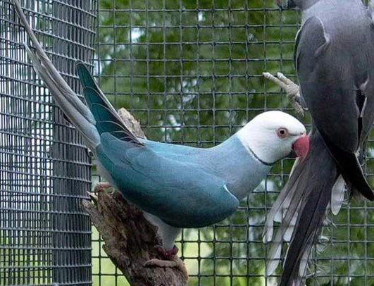 RingNecks ~ ABDUL BASIT AND DANISH KAKAR BIRDS SHOP