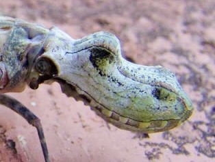 EL MAÑANERO NOTICIAS - SAPOSOA: SI LE PICA LA CHICHARRA MACHACO TIENE ...