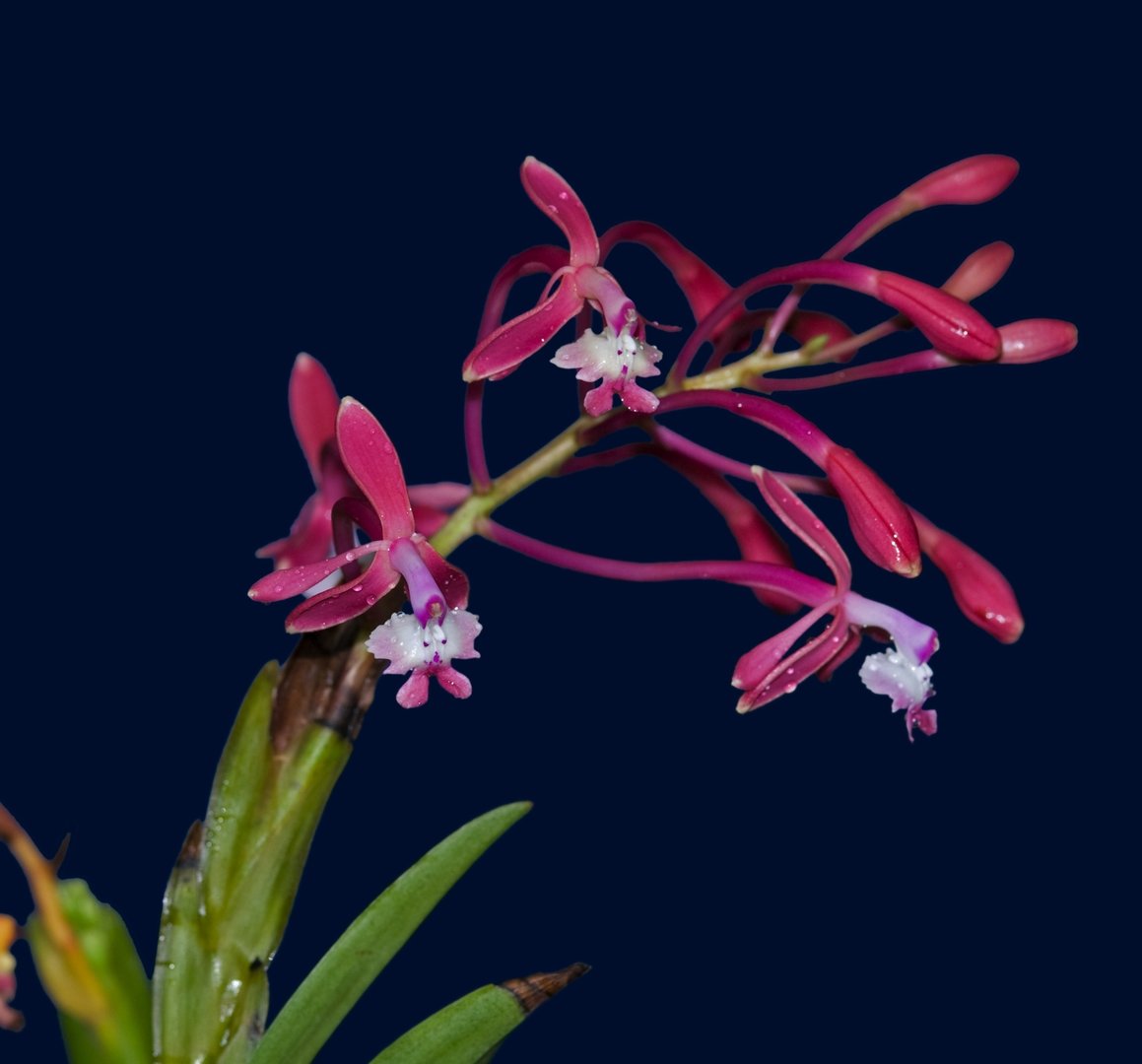 ORQUÍDEAS SEM SEGREDOS: ORQUÍDEA EPIDENDRUM