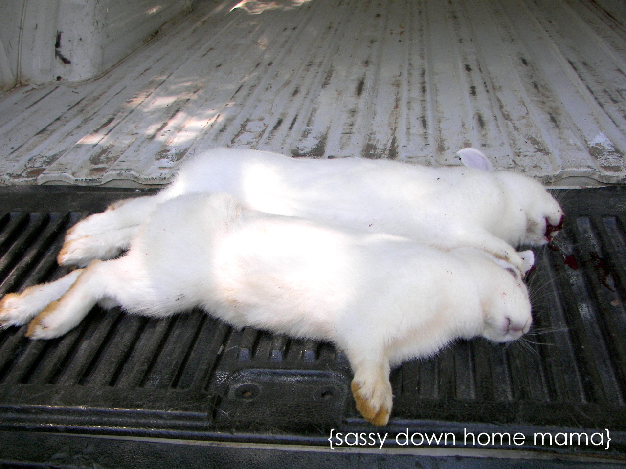 Sassy Down Home Mama: How To Butcher Meat Rabbits