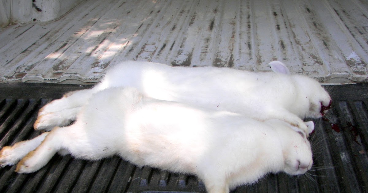 Sassy Down Home Mama: How To Butcher Meat Rabbits