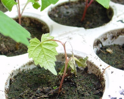 HOW TO GROW A GRAPEVINE FROM SEED |The Garden of Eaden