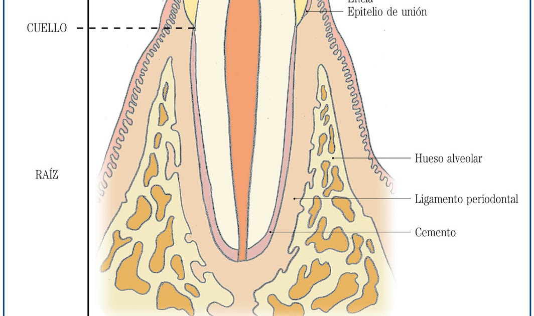 Embriología BucoDental: El Esmalte dental