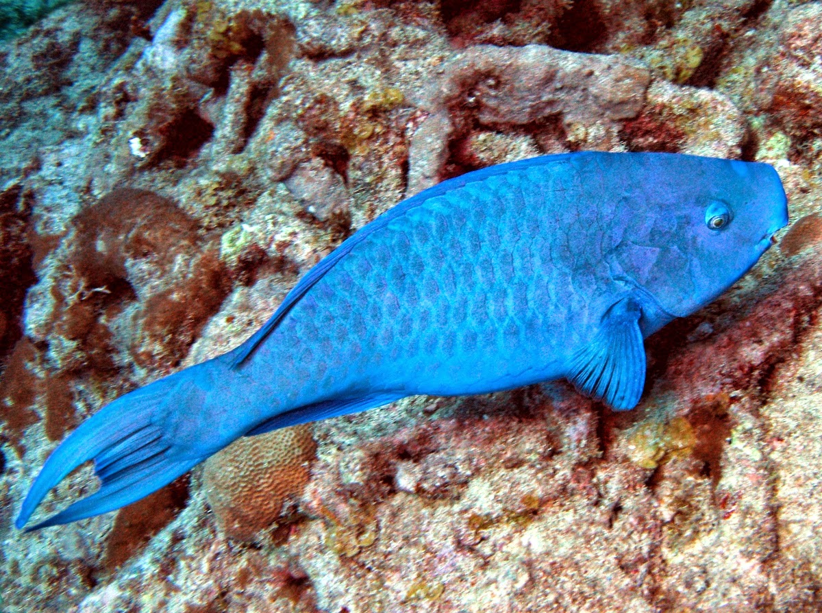 PARROTFISH photos - wallpapers (ανανεωμένο) | the fun bank