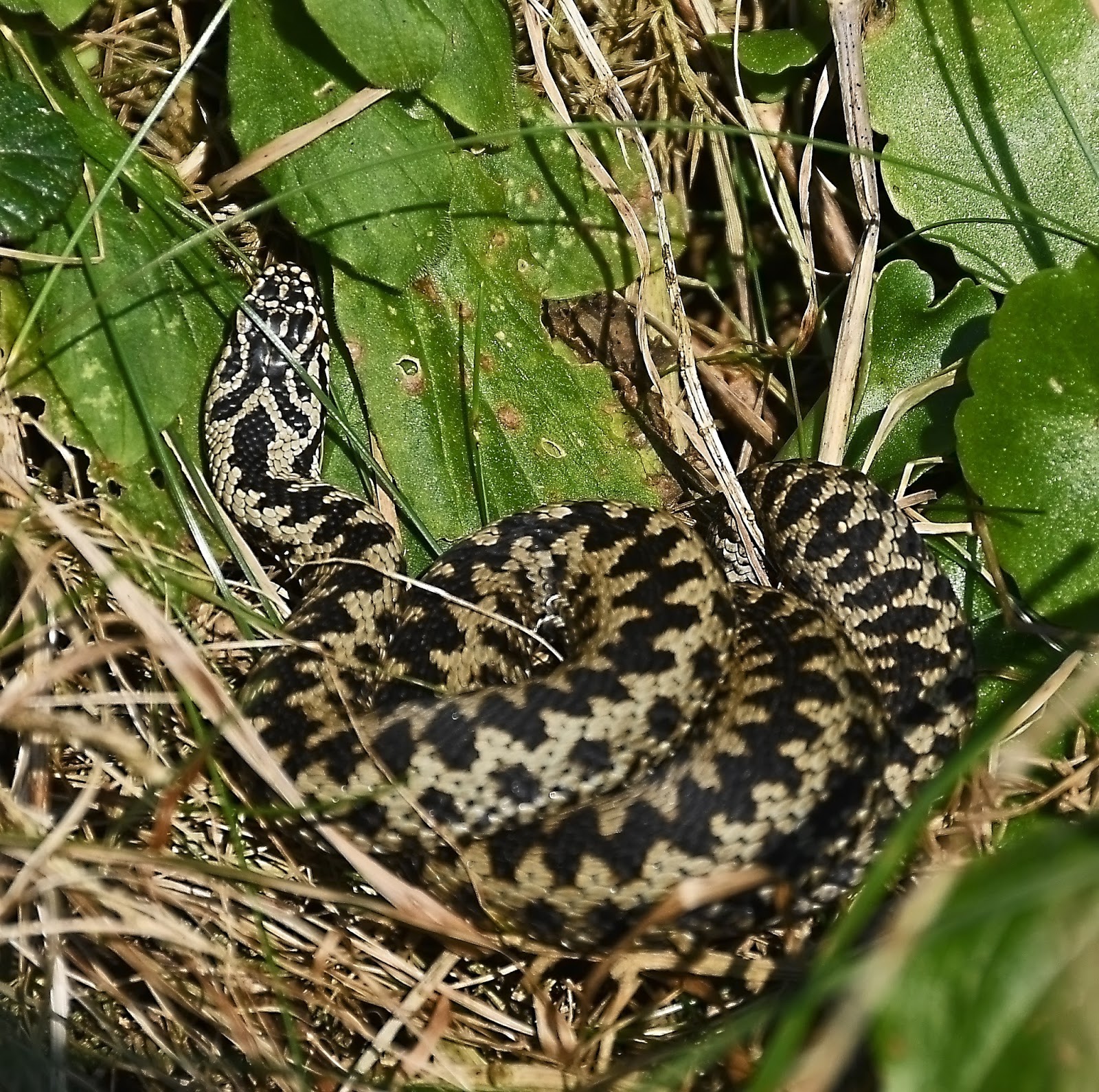 Alan James Photography : Early Adder