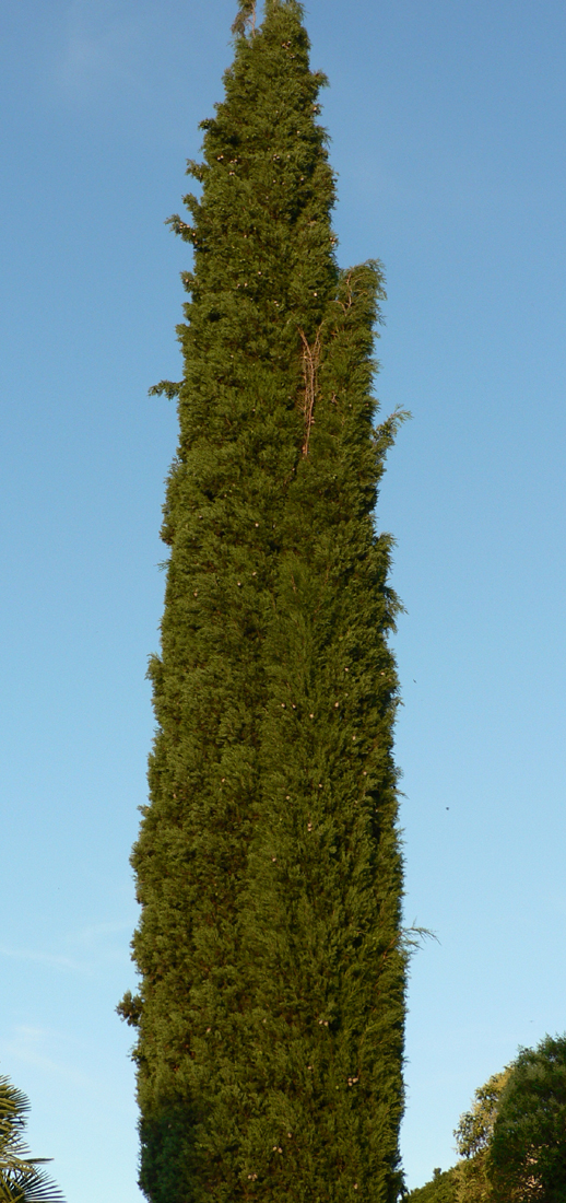 Á R B O L E S (T R E E S) y P A L M E R A S (P A L M S): Cupressus ...