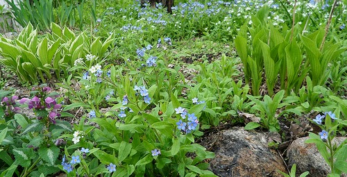 Regina Horticultural Society: Groundcover: Forget-Me-Not