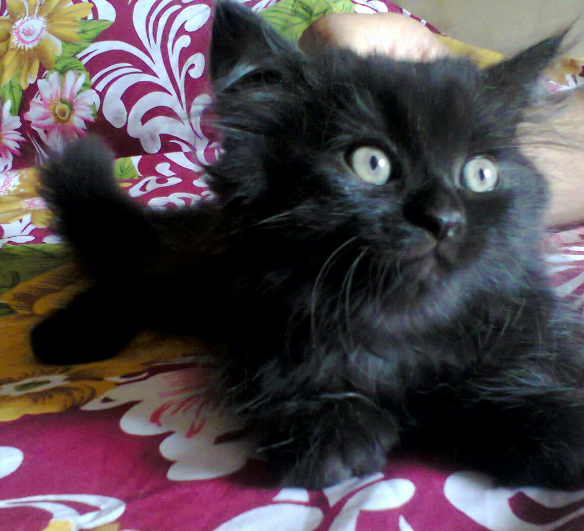 Buy Arabic Persian Cat : 2016