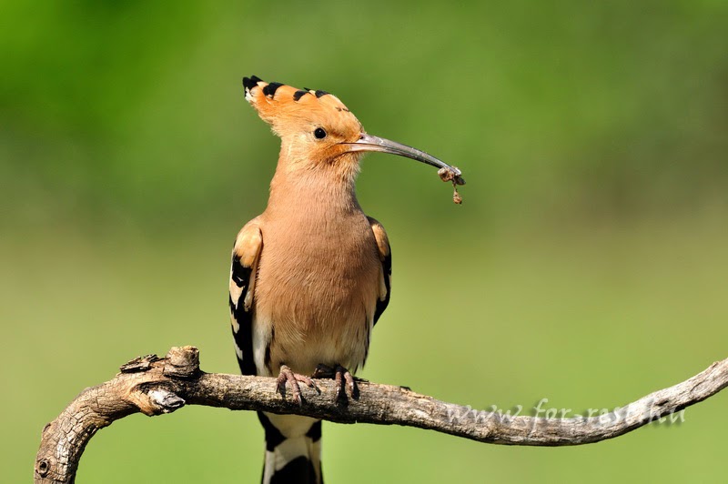 laatste nieuws van ons uit Andalusie: De HOP is weer terug, nog een ...