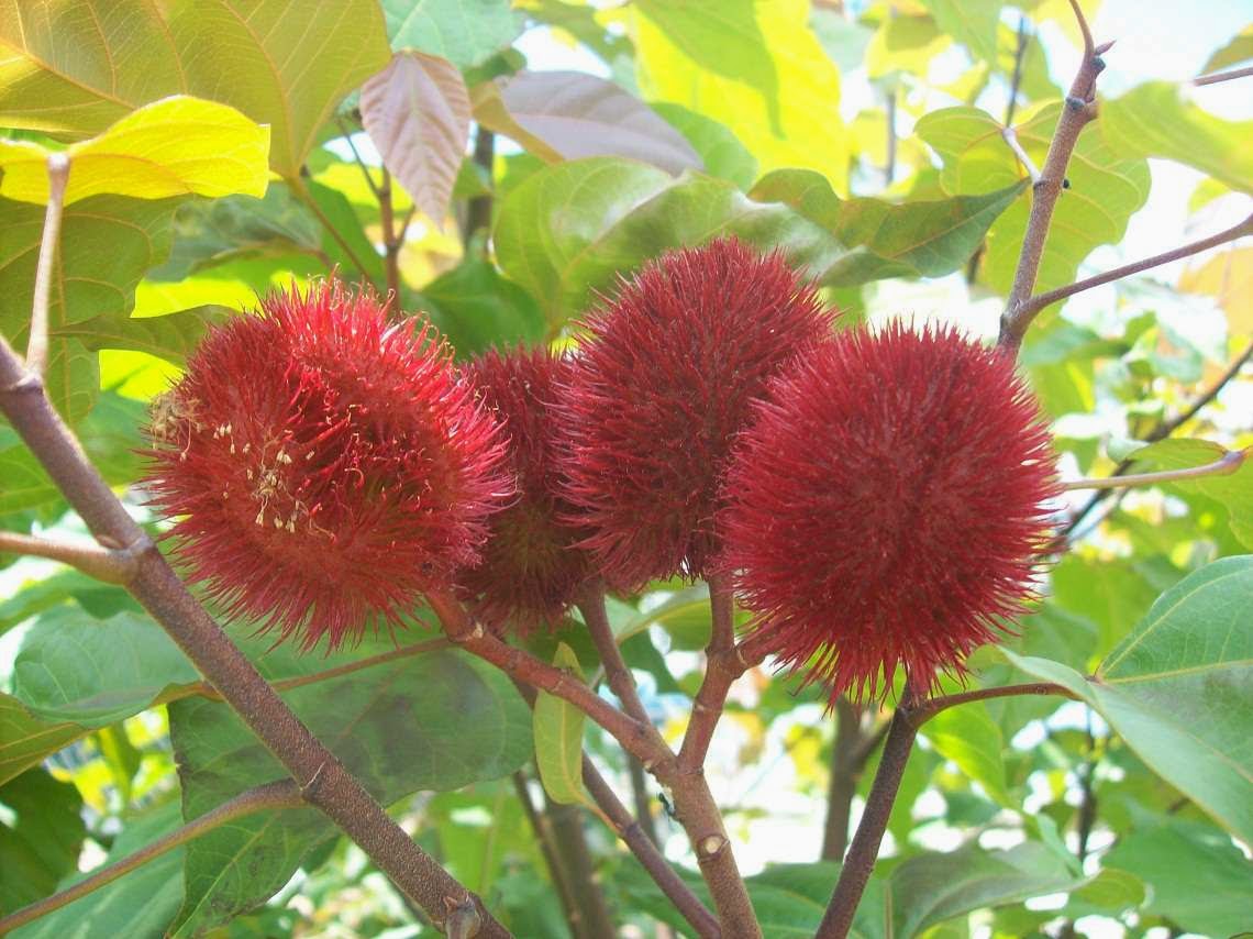 VISIÓN AGROECOLÓGICA: El onoto Colorante Natural