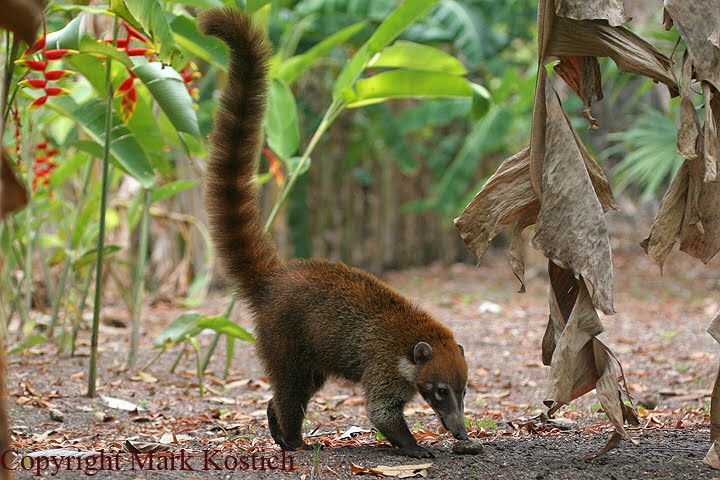 O Livro da Natureza: Quati