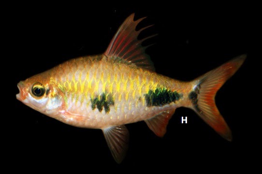 Species New to Science: [Ichthyology • 2005] Puntius exclamatio from ...