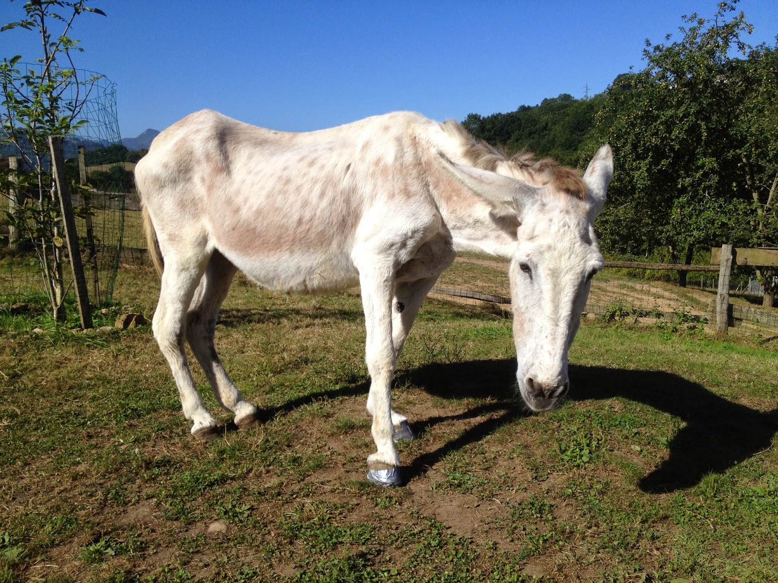 El Paraiso Del Burro: Las pezuñas de los burros