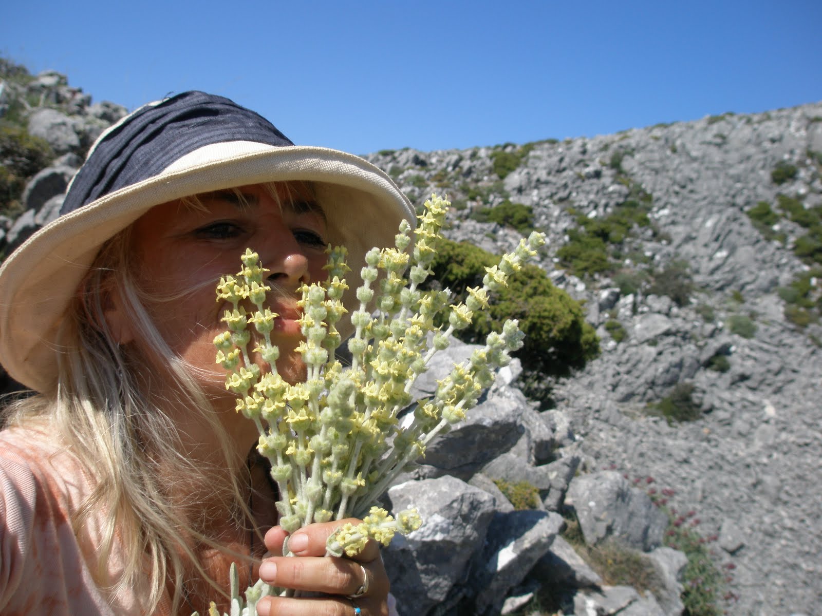 Wild Herbs of Crete: Cretan mountain tea, Malotira
