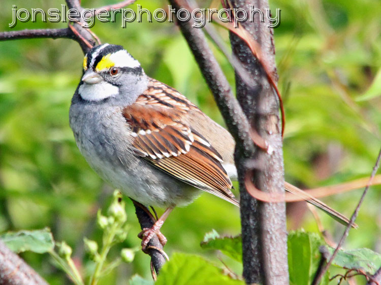 Northern Illinois Birder: The Sparrows of April