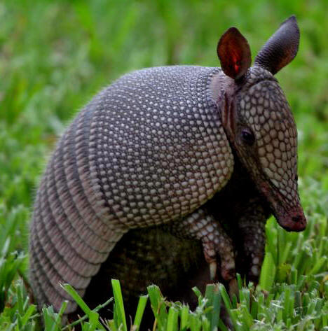Armadillo | Animal State