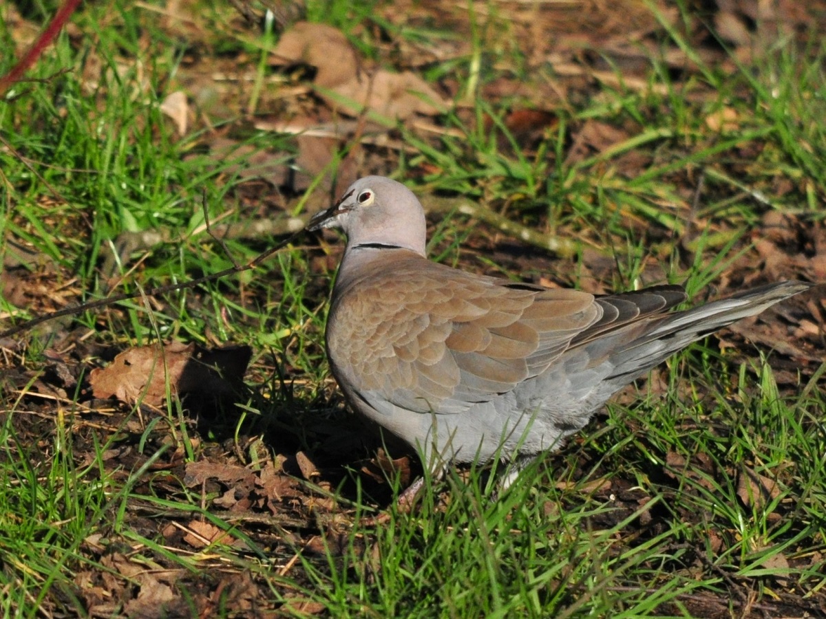 Two in a bush: Nest building Collared Doves