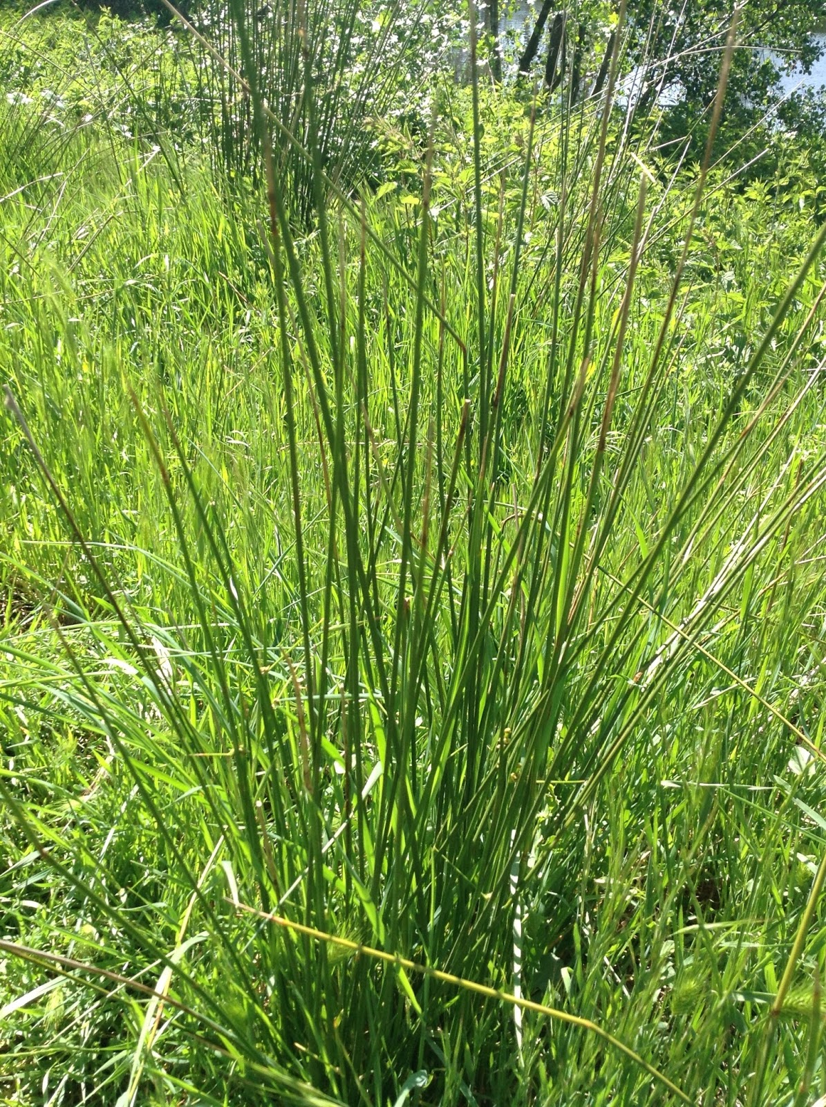 NATURALEZA AL DÍA: JUNCO DE CHURRERO