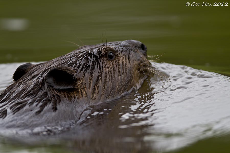 Country Captures: Beaver: up Close